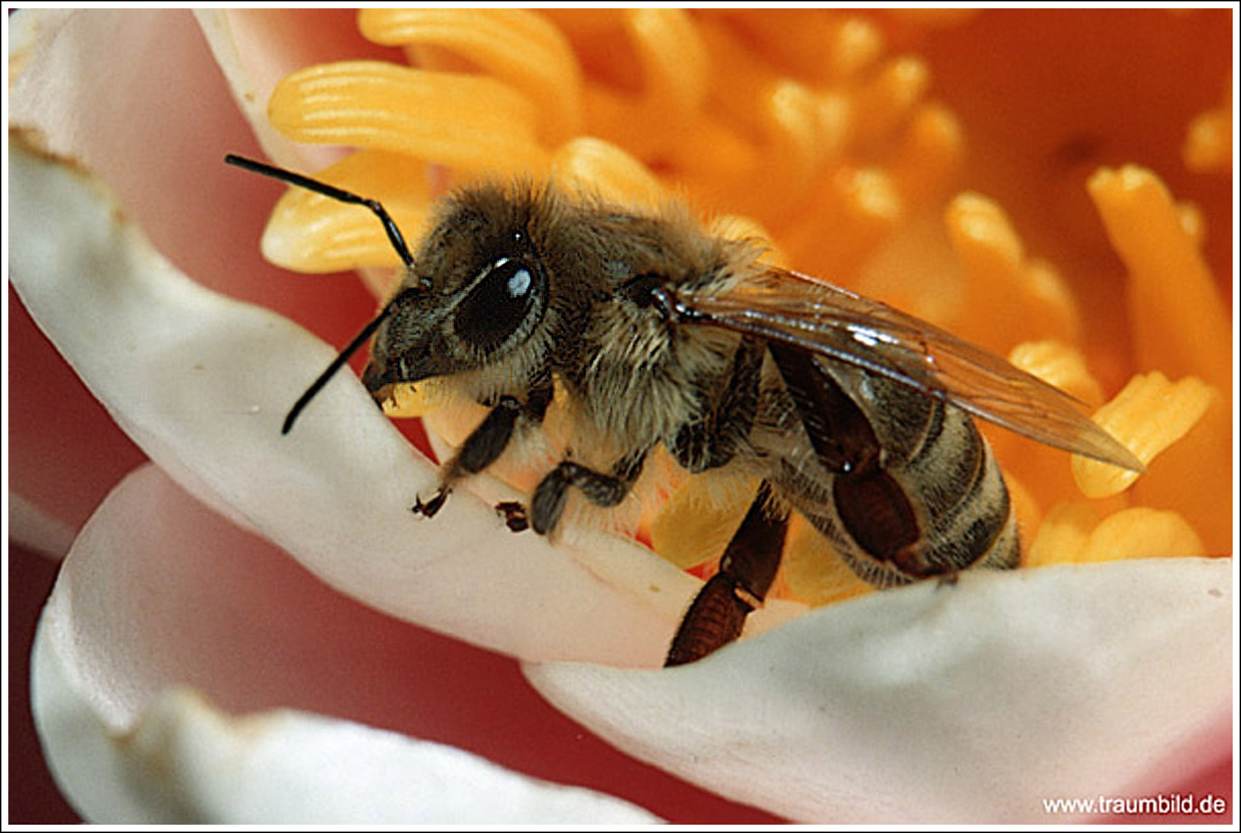 Makrofotografie - Freihand